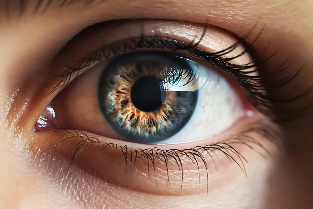 Eyes of evolution: svelare le origini antiche delle cellule retiniche ...