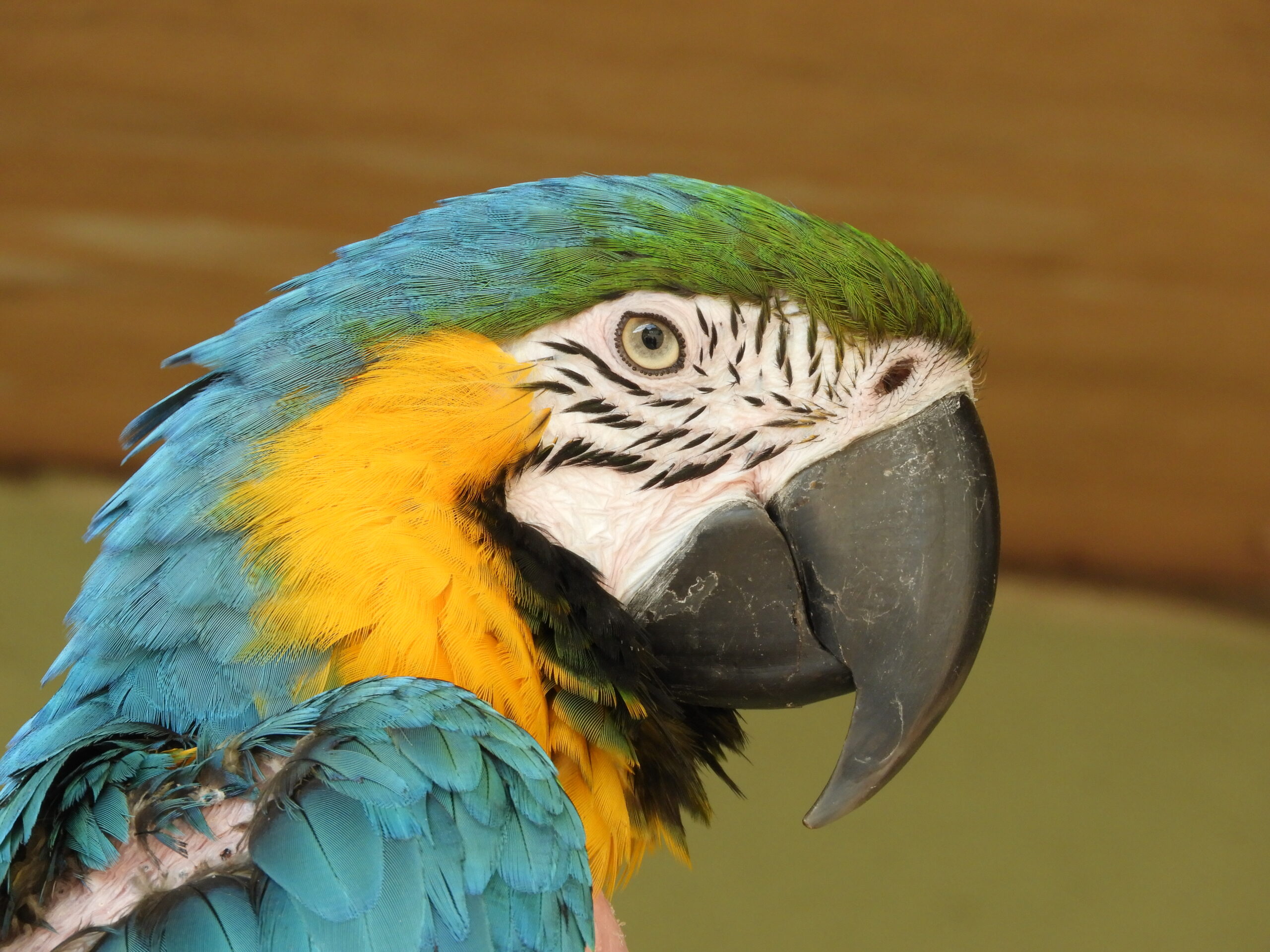 Il pappagallo Cocky Bennett morì a 120 anni. Era un pappagallo ...