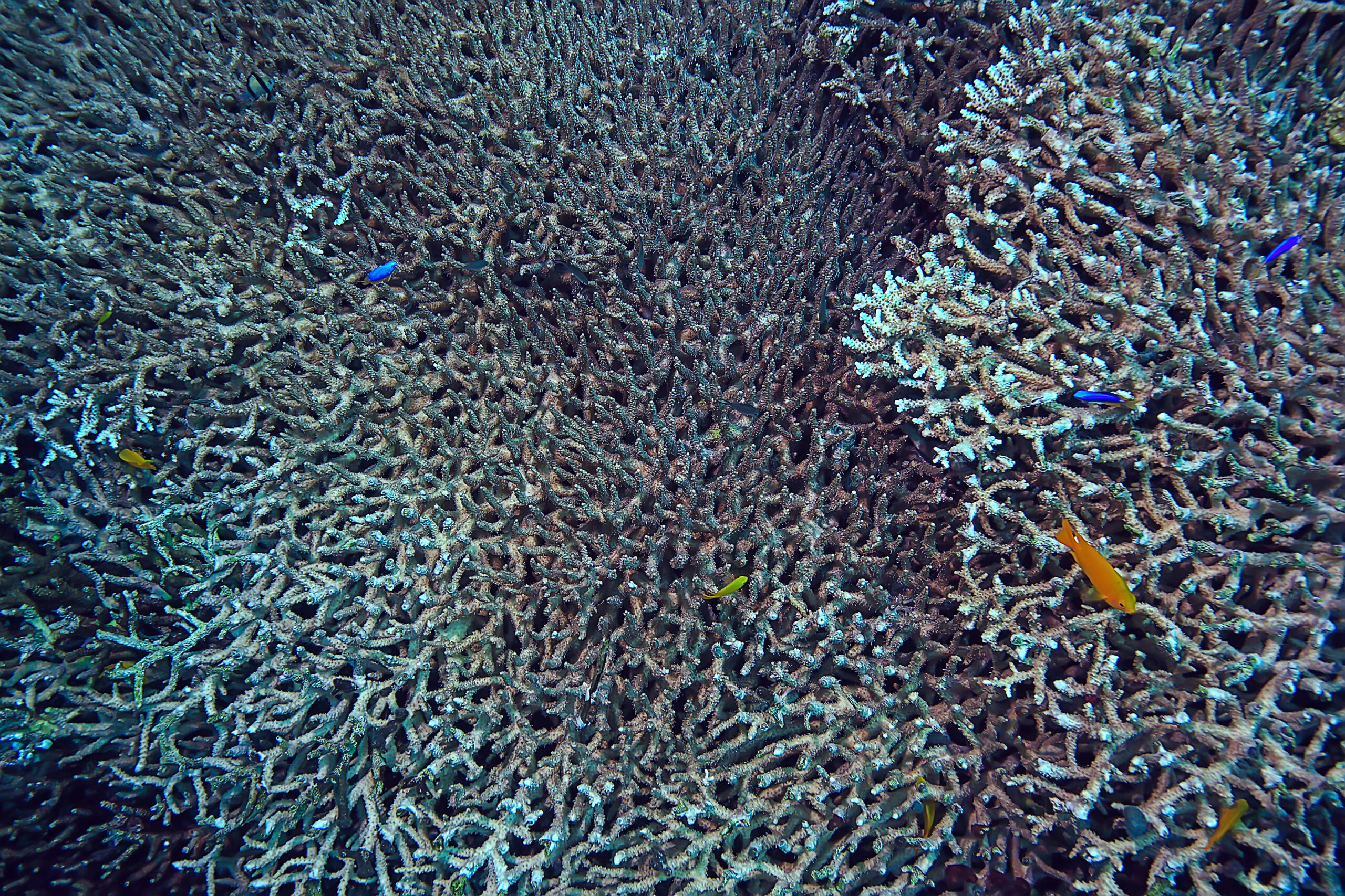 Tasselled wobbegongs: squali tappeto mimetizzati delle Barriere ...