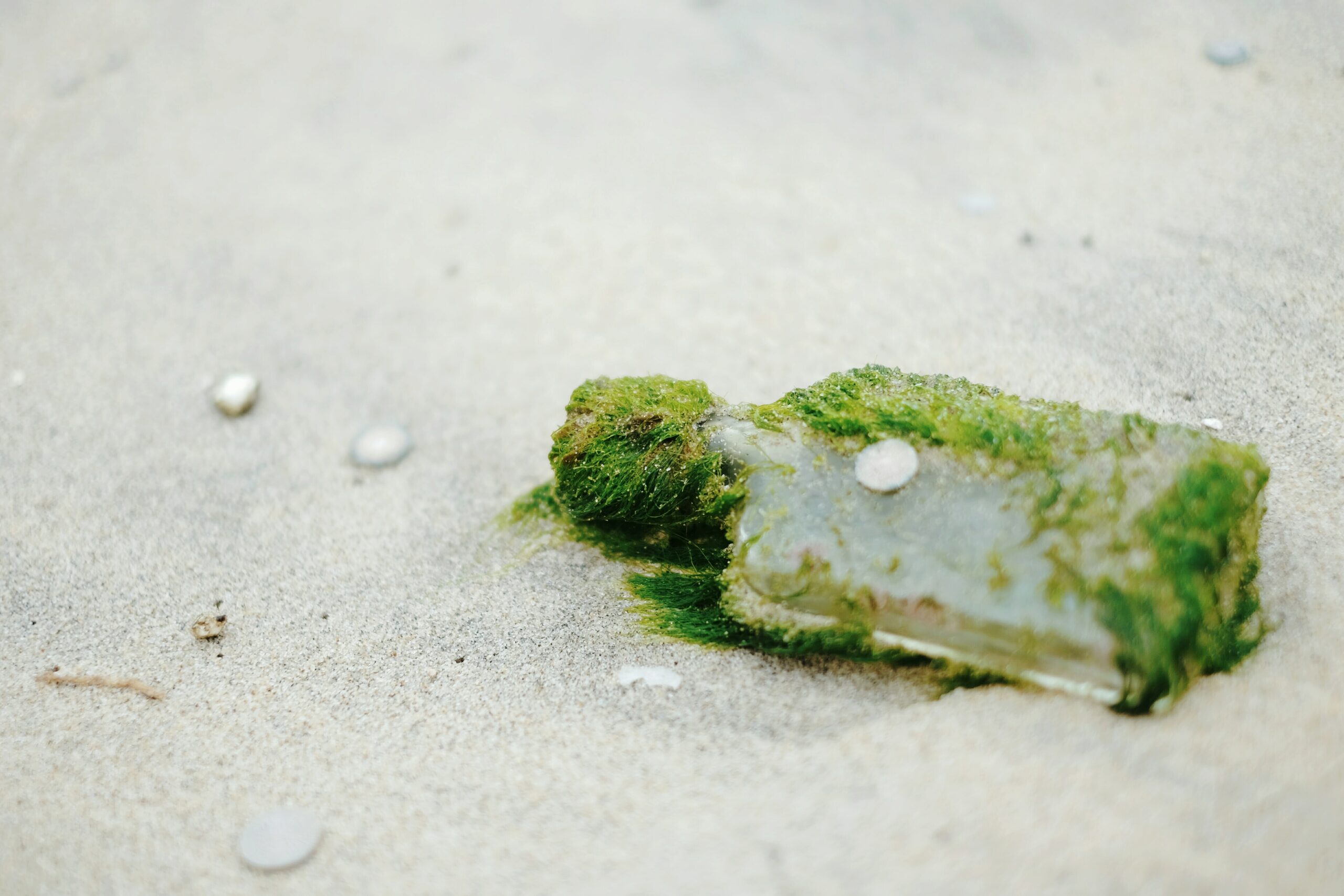Nuova plastica biodegradabile non lascia rifiuti microplastici nell ...
