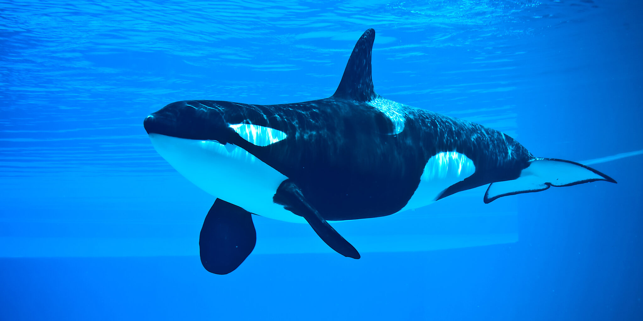 Balene blu: giganti silenziosi e invisibili alle orche - Scienze.com