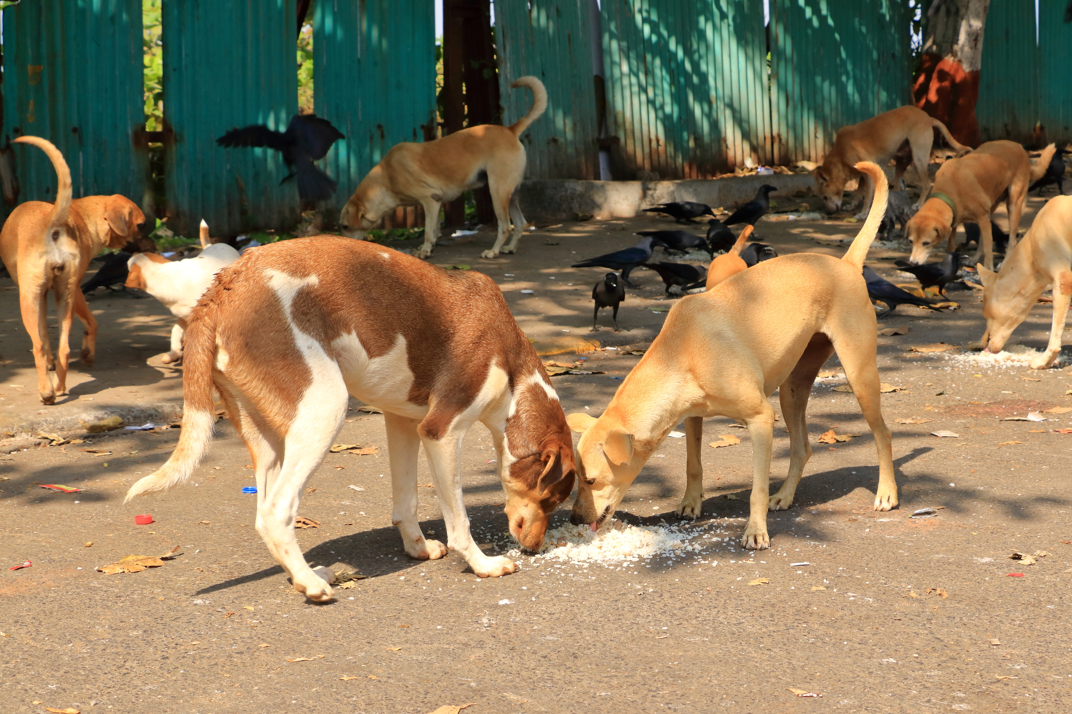 I cani randagi in India preferiscono il colore giallo? Un esperimento ...
