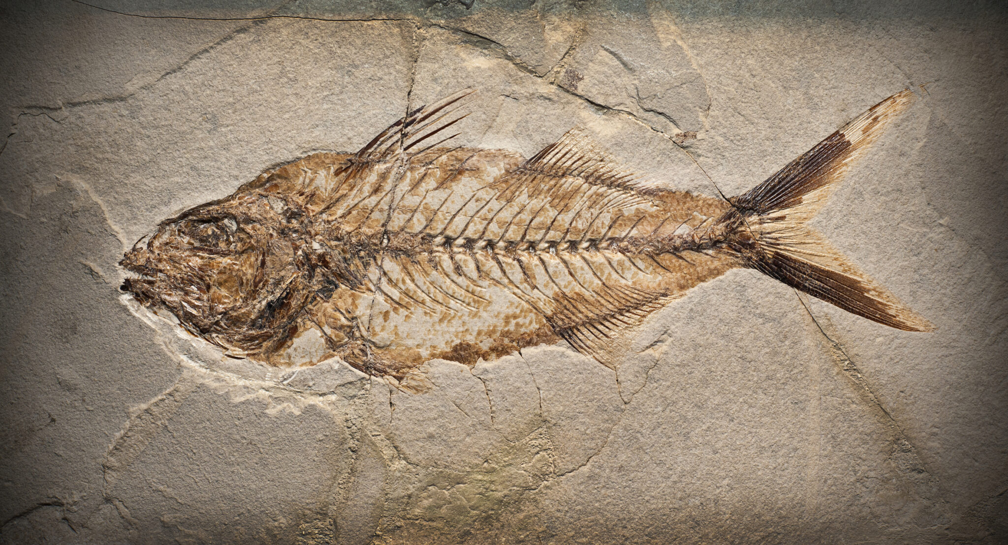 Eccezionale scoperta fossile in Australia: svelati i colori e la dieta ...